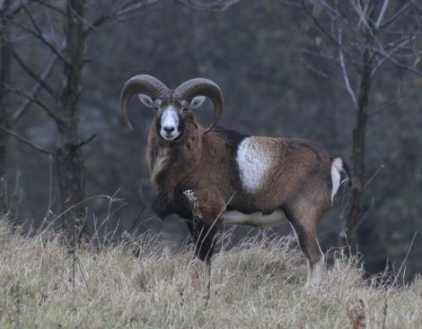 Potrava a způsob lovu